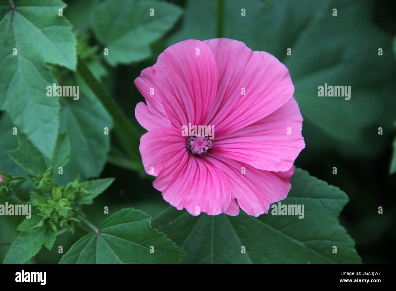 Open bud flower hi-res stock photography and images - Alamy