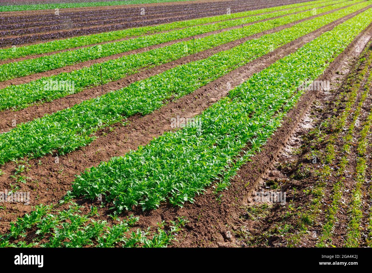 Farm field planted with arugula Stock Photo - Alamy