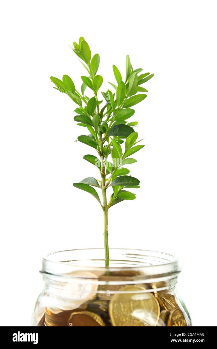 Money with growing sprout in glass jar isolated on white Stock Photo ...