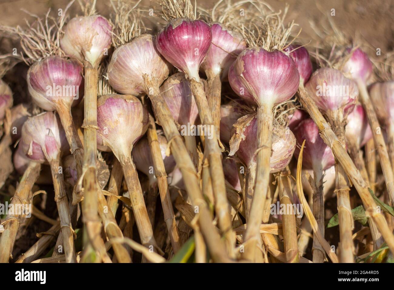 Fresh ripe garlic is lying on the ground.Harvesting Stock Photo - Alamy