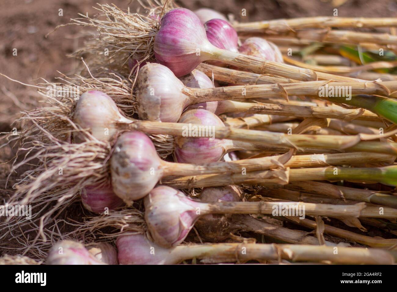 Fresh ripe garlic is lying on the ground.Harvesting Stock Photo - Alamy