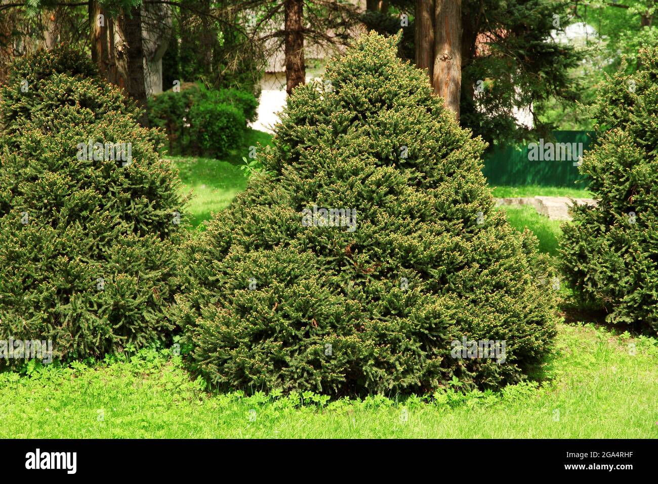 Green bushes in park Stock Photo - Alamy