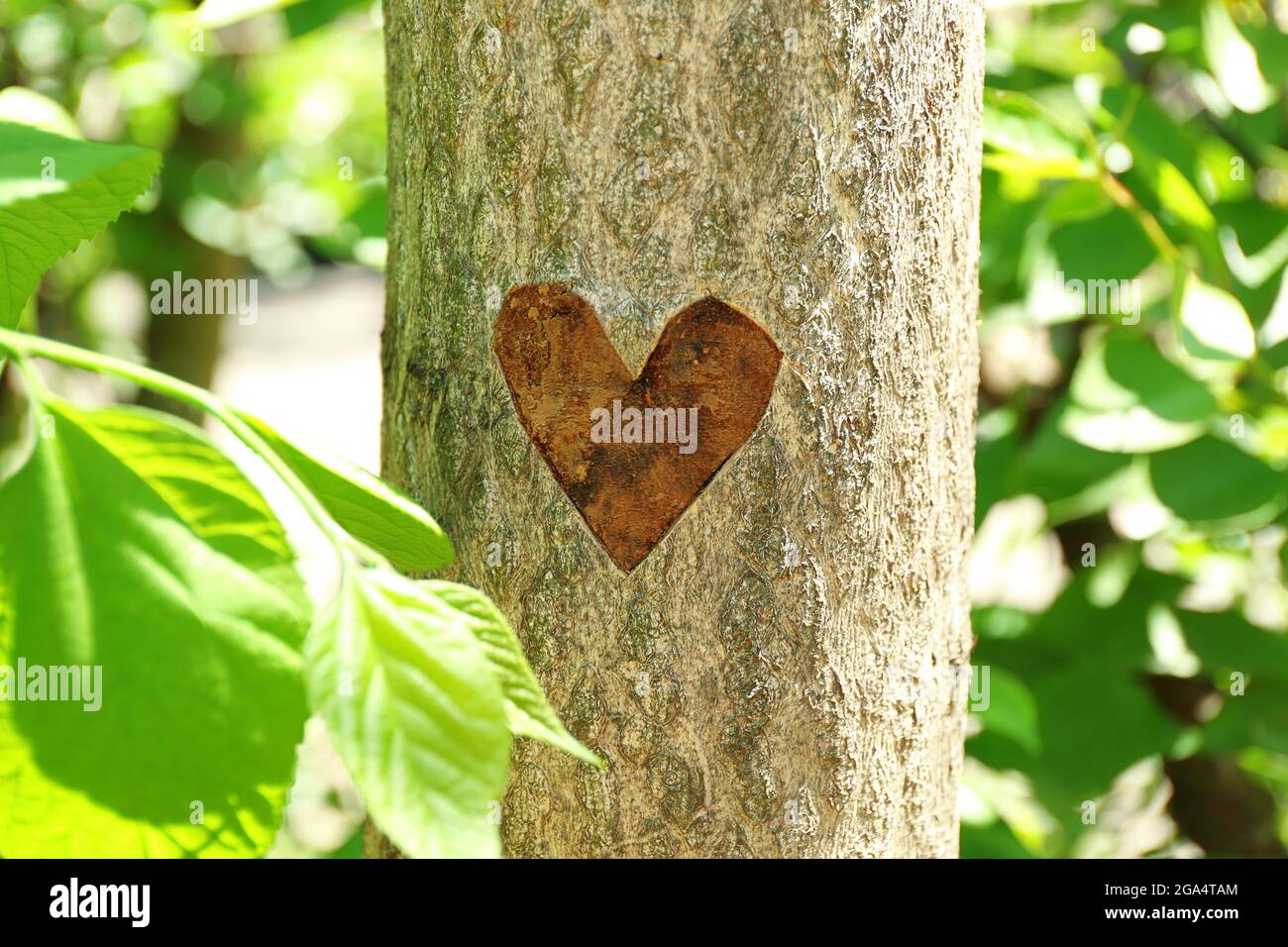 heart carved in tree close up Stock Photo - Alamy