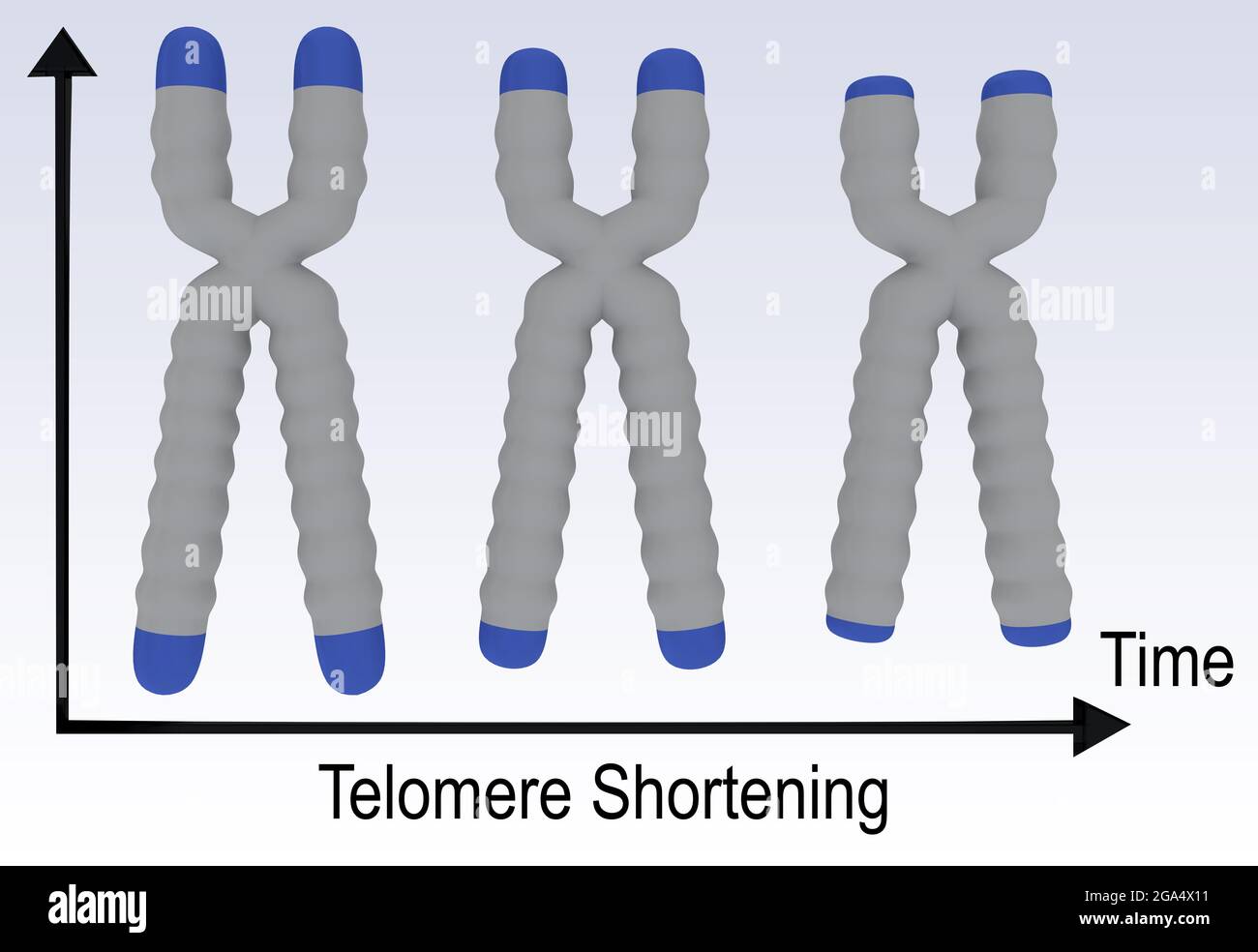 3D illustration of three stages of a chromosome, showing the shortening of a DNA telomere Stock ...