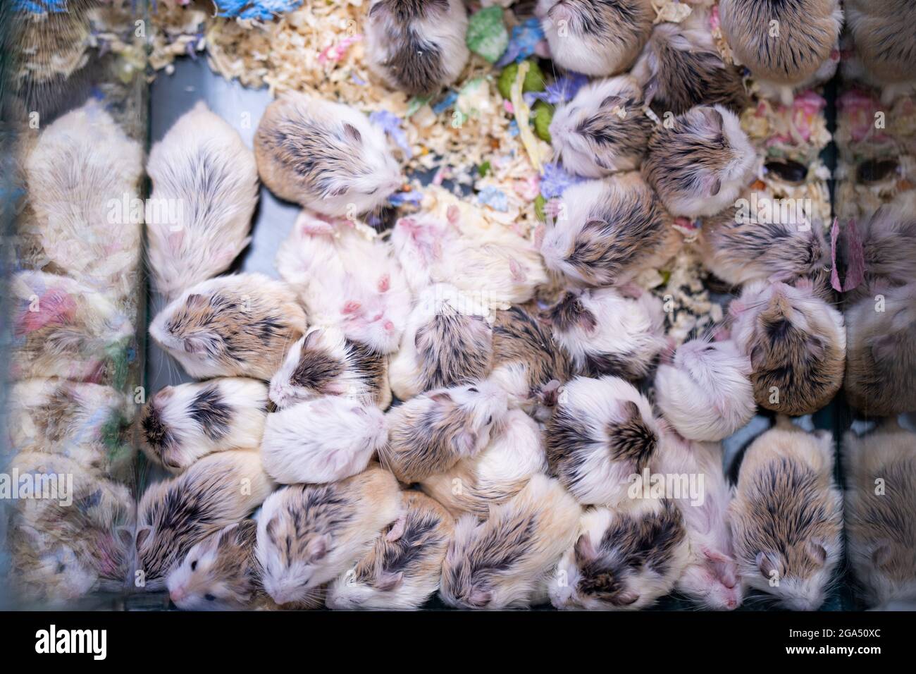 Top view of dwarf hamsters in a square cage Stock Photo - Alamy