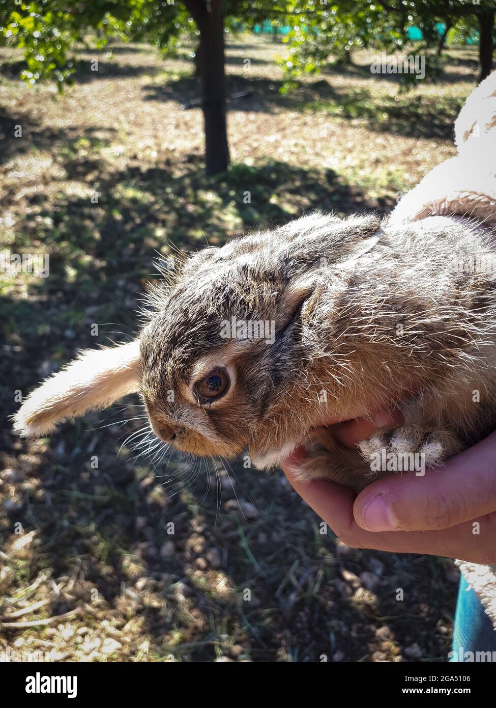 Burmese hare hi-res stock photography and images - Alamy