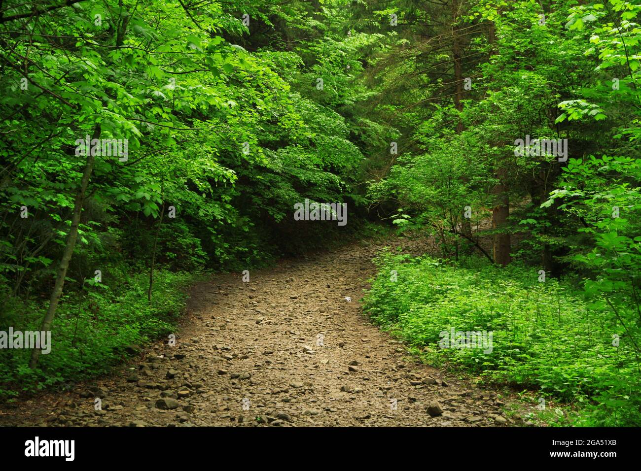 Trail through tall trees in a lush forest Stock Photo - Alamy