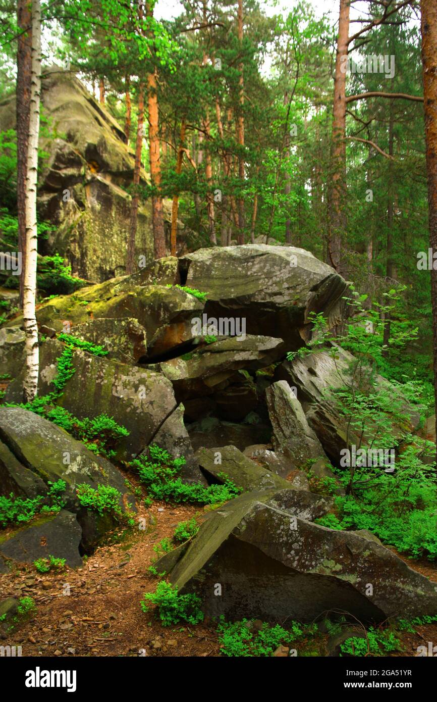 Rocks and trunks of trees in forest Stock Photo - Alamy