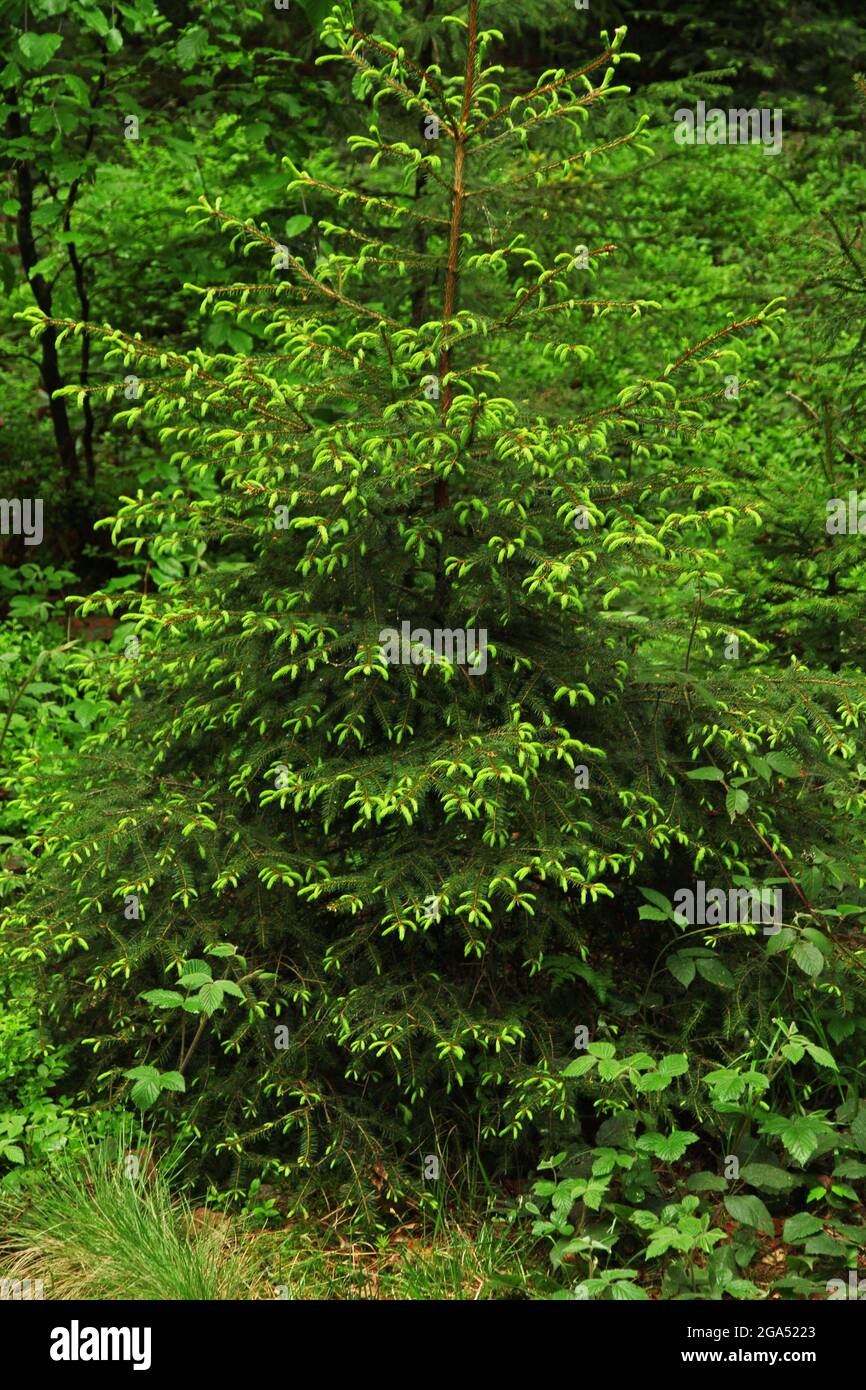 Grove of green trees in forest Stock Photo - Alamy