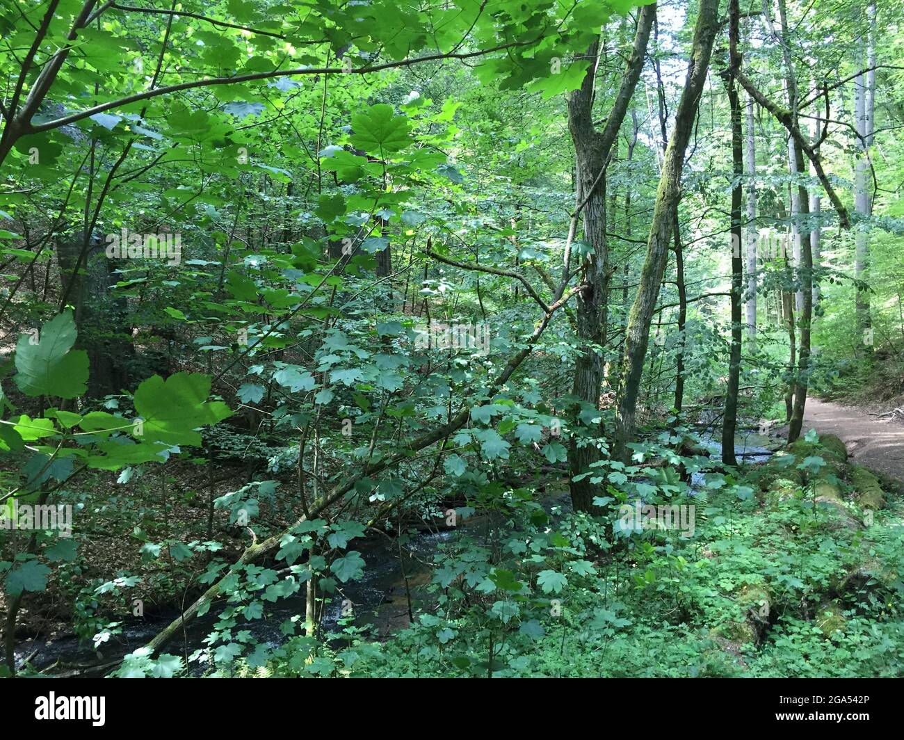 A forest of broadlead trees in the USA Stock Photo - Alamy