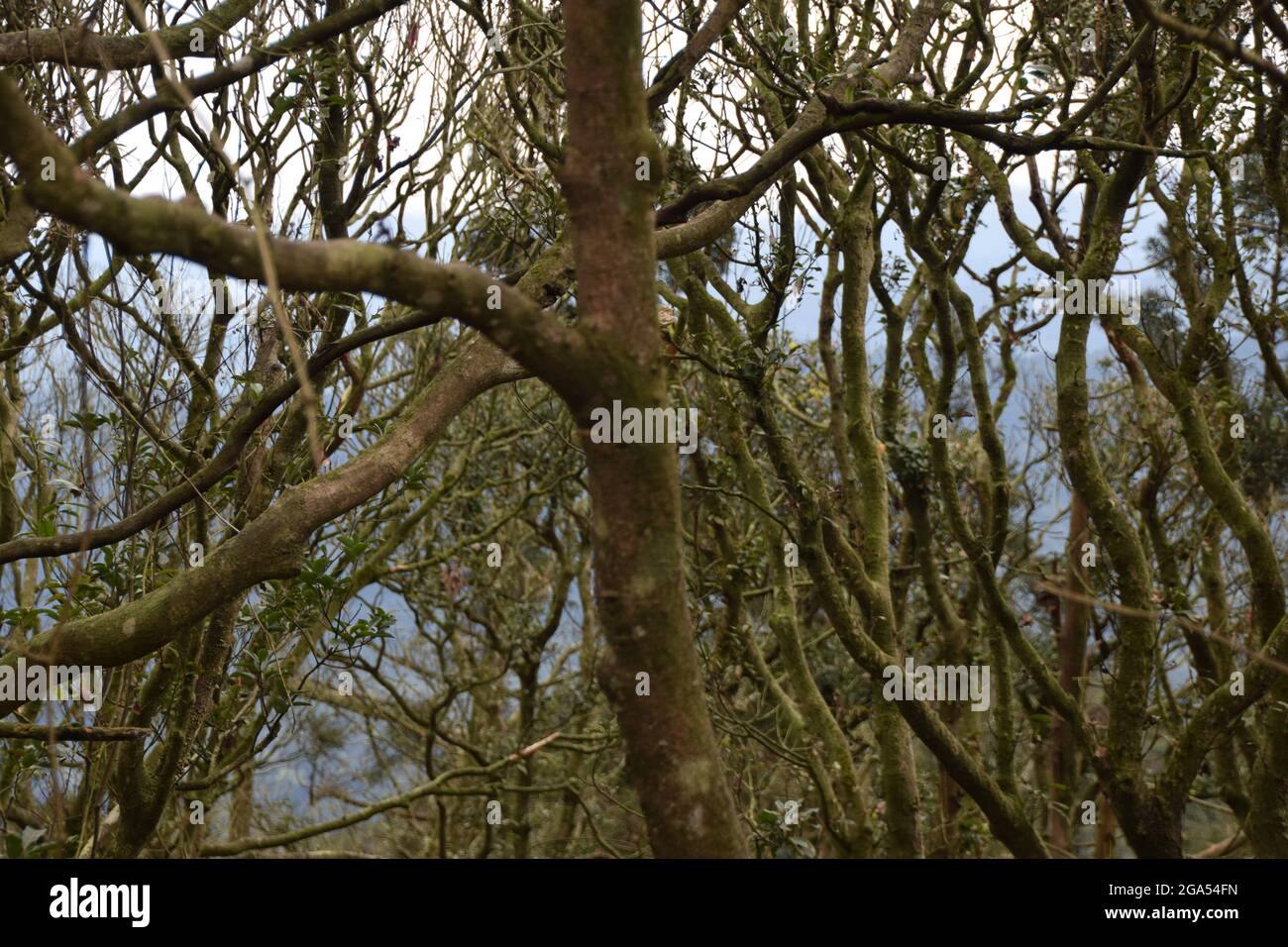 A forest of broadlead trees in the USA Stock Photo - Alamy