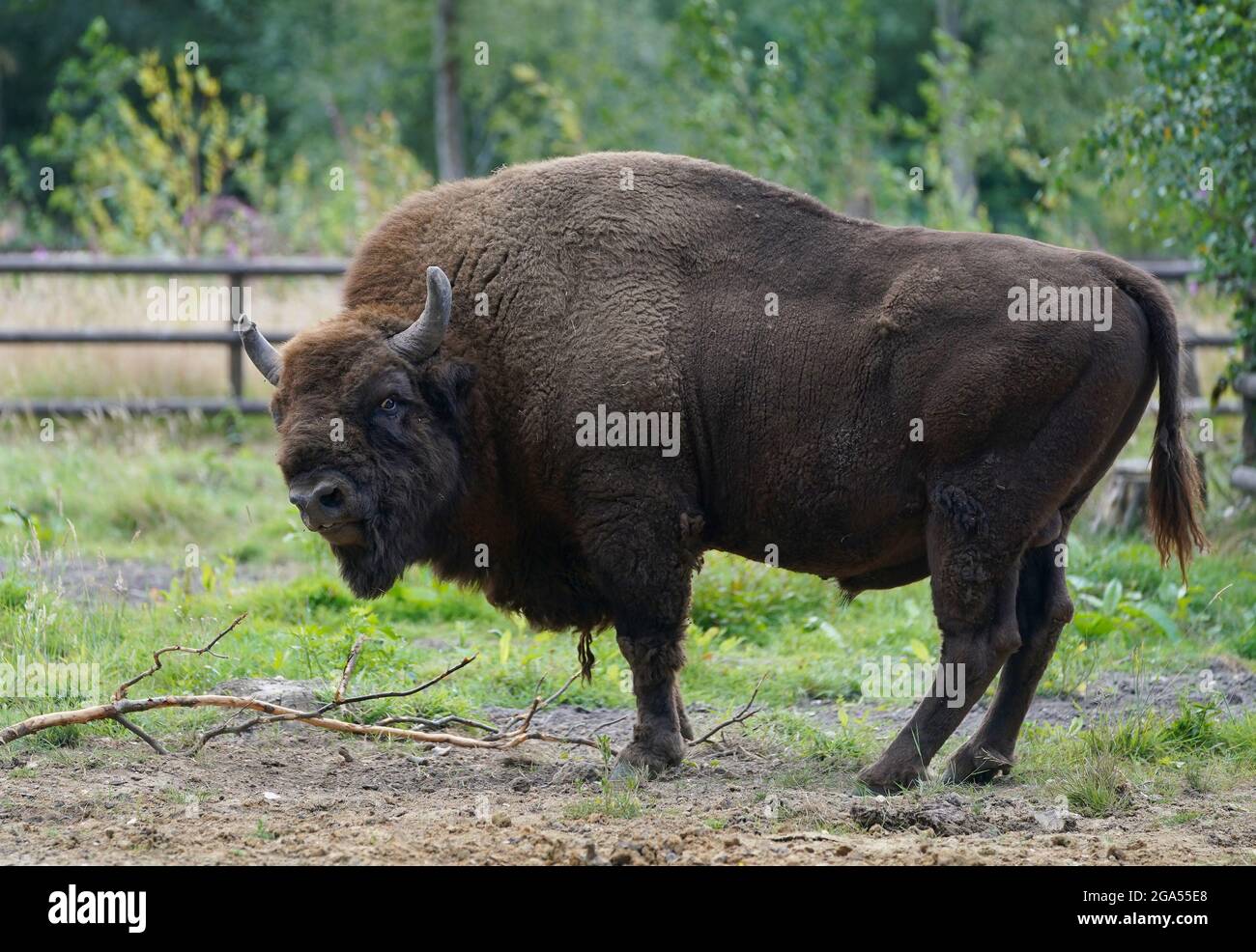 West blean woods hi-res stock photography and images - Alamy