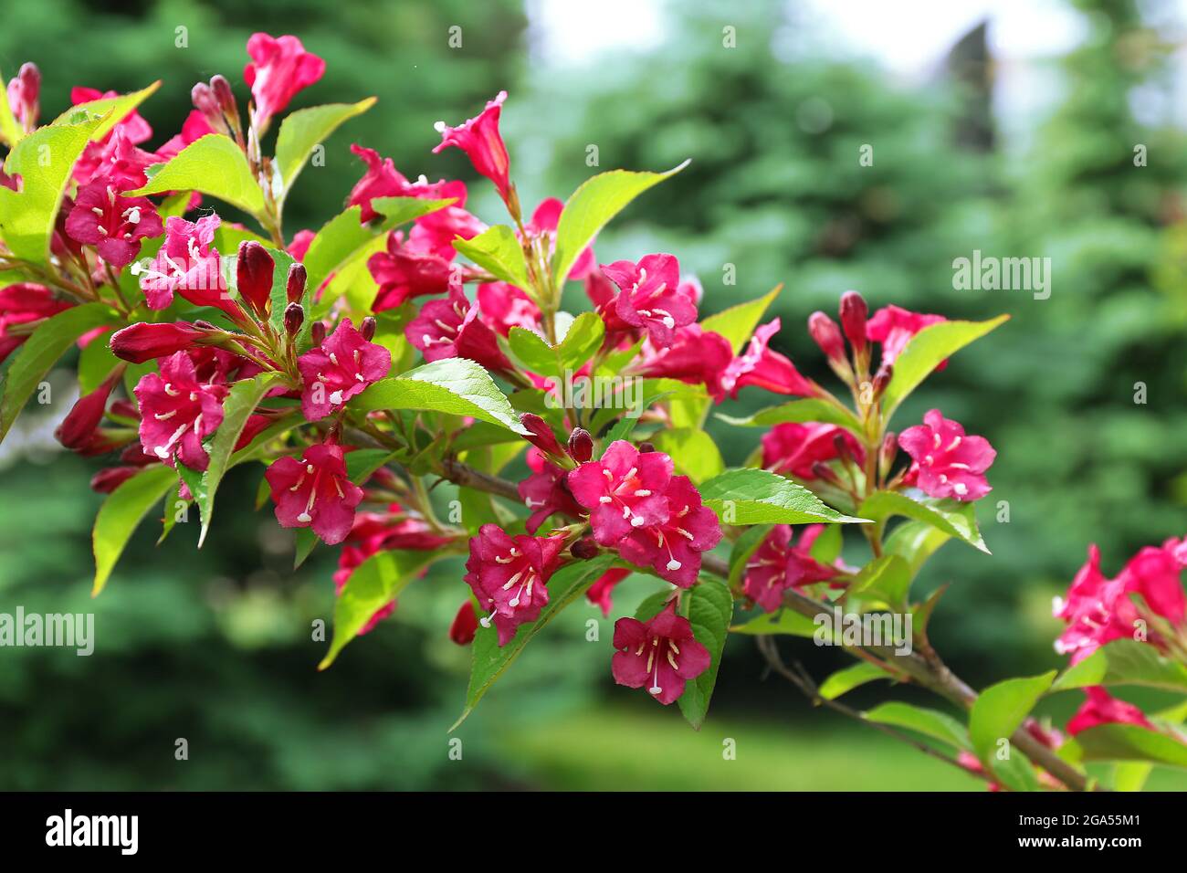 Flowering branch of bush, closeup Stock Photo - Alamy