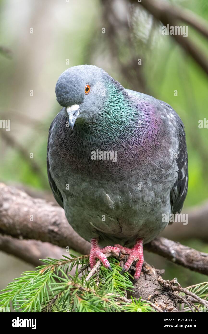 The fat pigeon is importantly sitting on a branch. Domestic pigeon bird ...