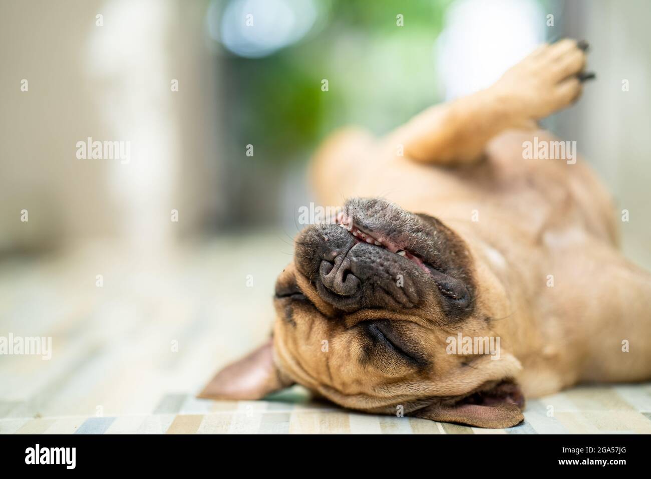 Adorable cream French bulldog is relaxing laying on the back Stock ...