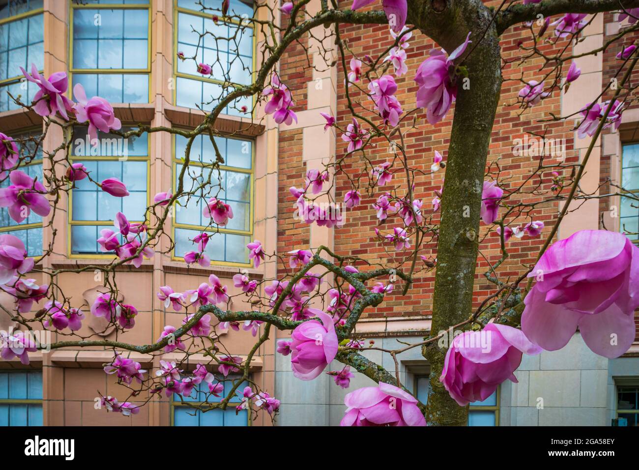 Cherry trees in bloom at university hi-res stock photography and images ...