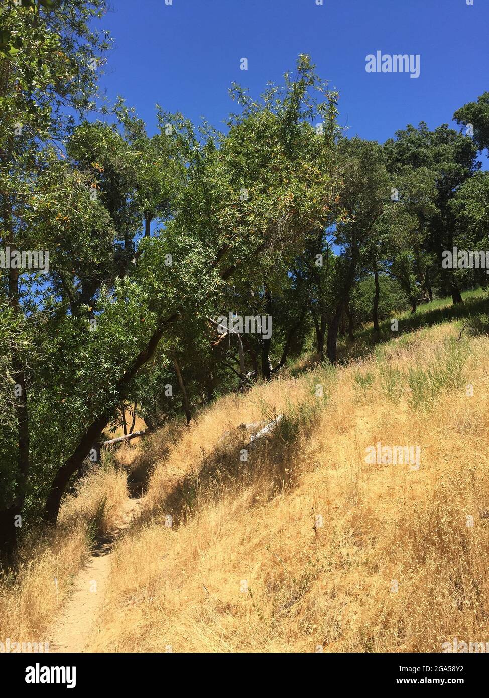 A view of the scenery in Marin County, California Stock Photo - Alamy