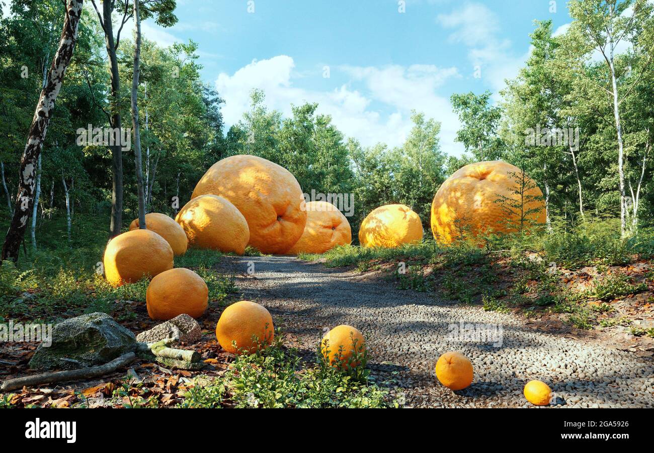 Giant oranges in the wonder forest. Photo and 3d compilation ...