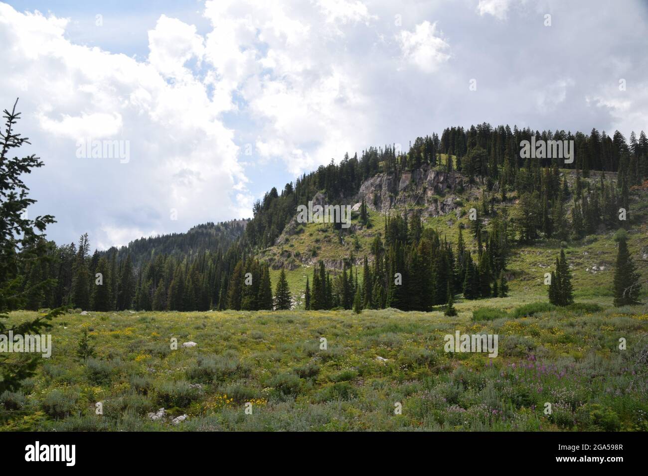 A meadow on the edge of the forest in Yellowstone National Park ...