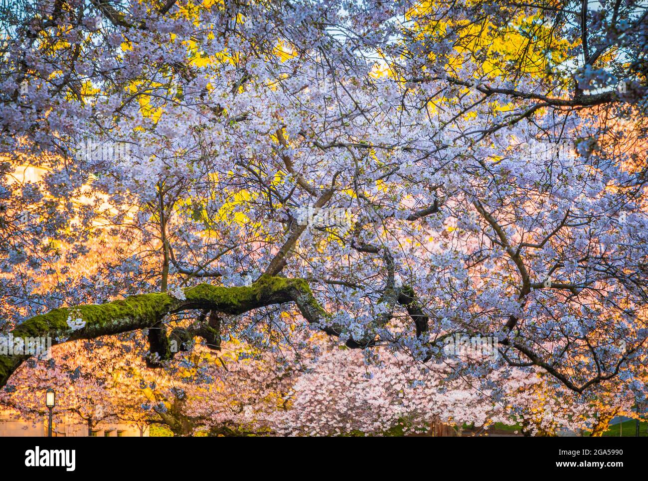 The University of Washington (commonly referred to as Washington or ...