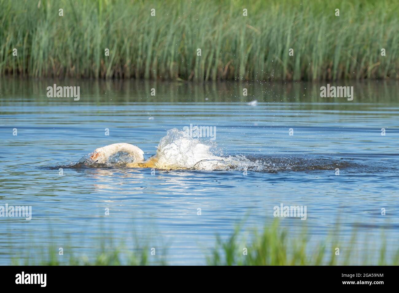 White swan dives underwater. Diving swan in a lake. Grass in the ...