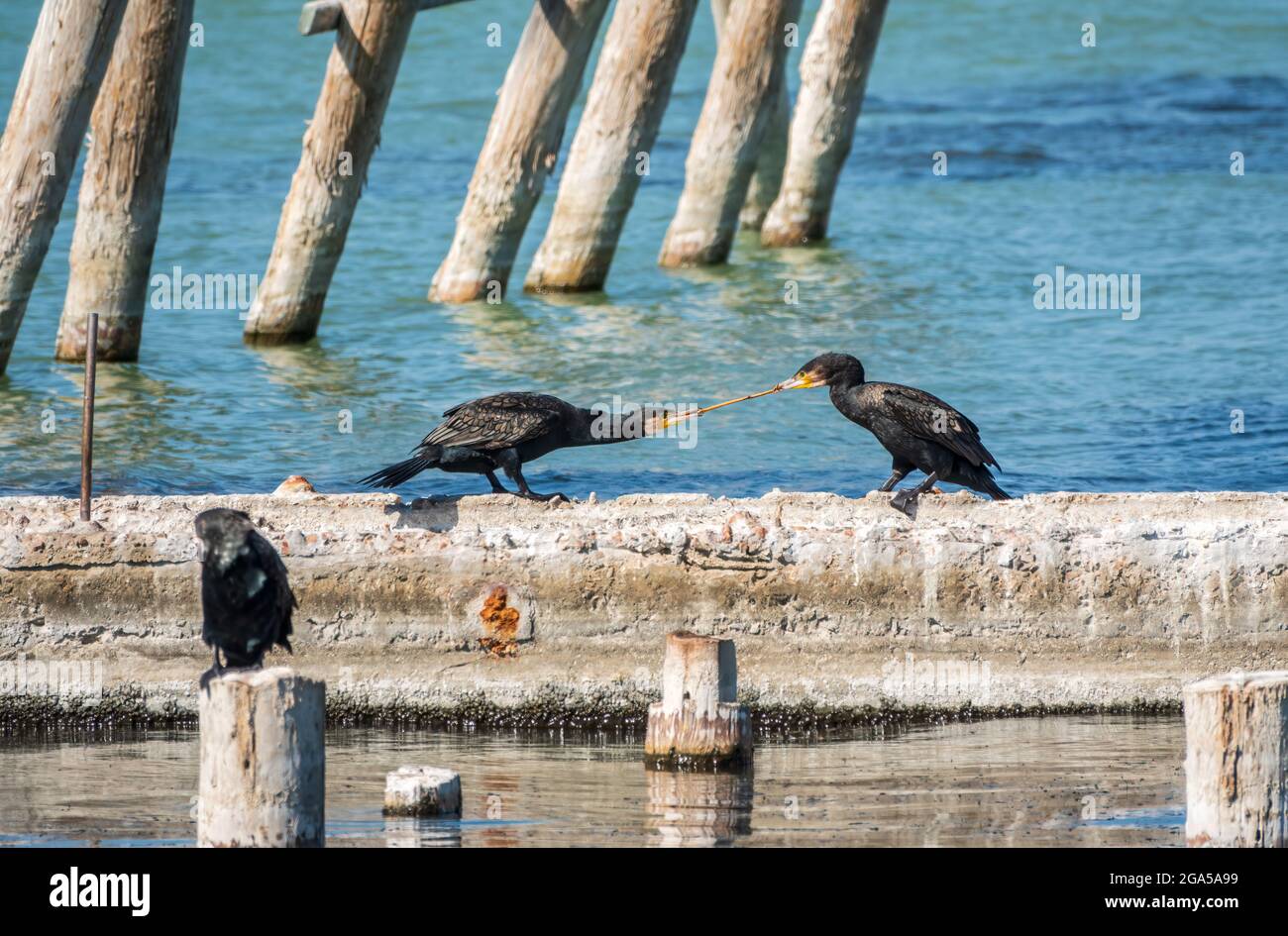 Two cormorants are pulling a stick. Two cormorants are playing on the ...
