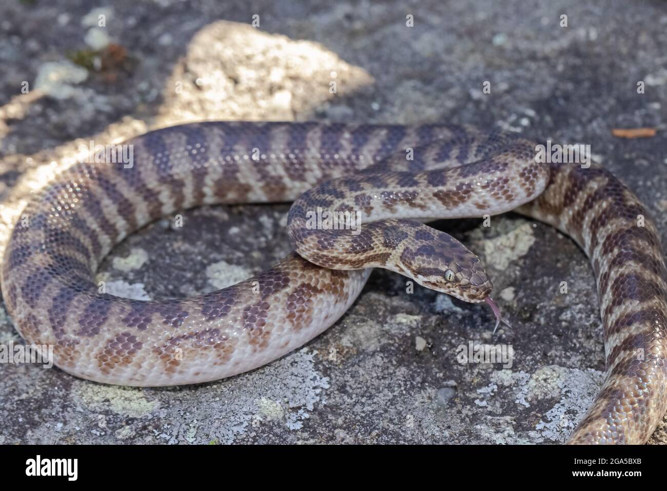 Australian Stimson's Python flickering it's tongue Stock Photo - Alamy