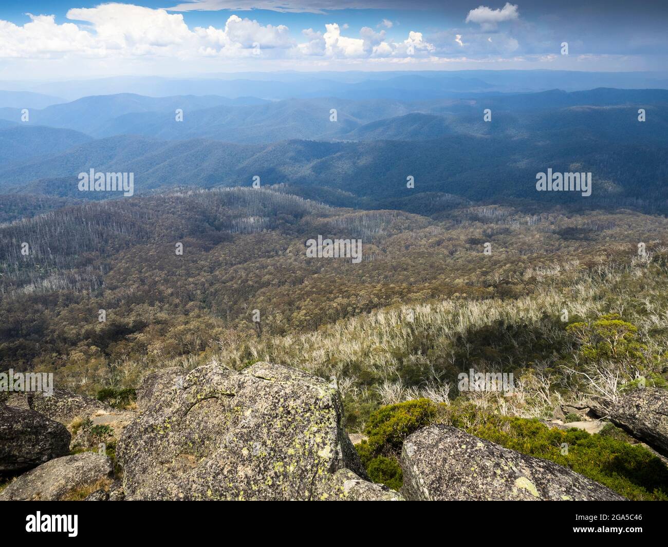 Mt Wills (1747m) is a popular bushwalking destination in the Victorian ...