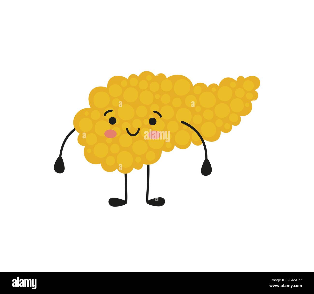 Pancreas illustration Stock Vector Images - Alamy