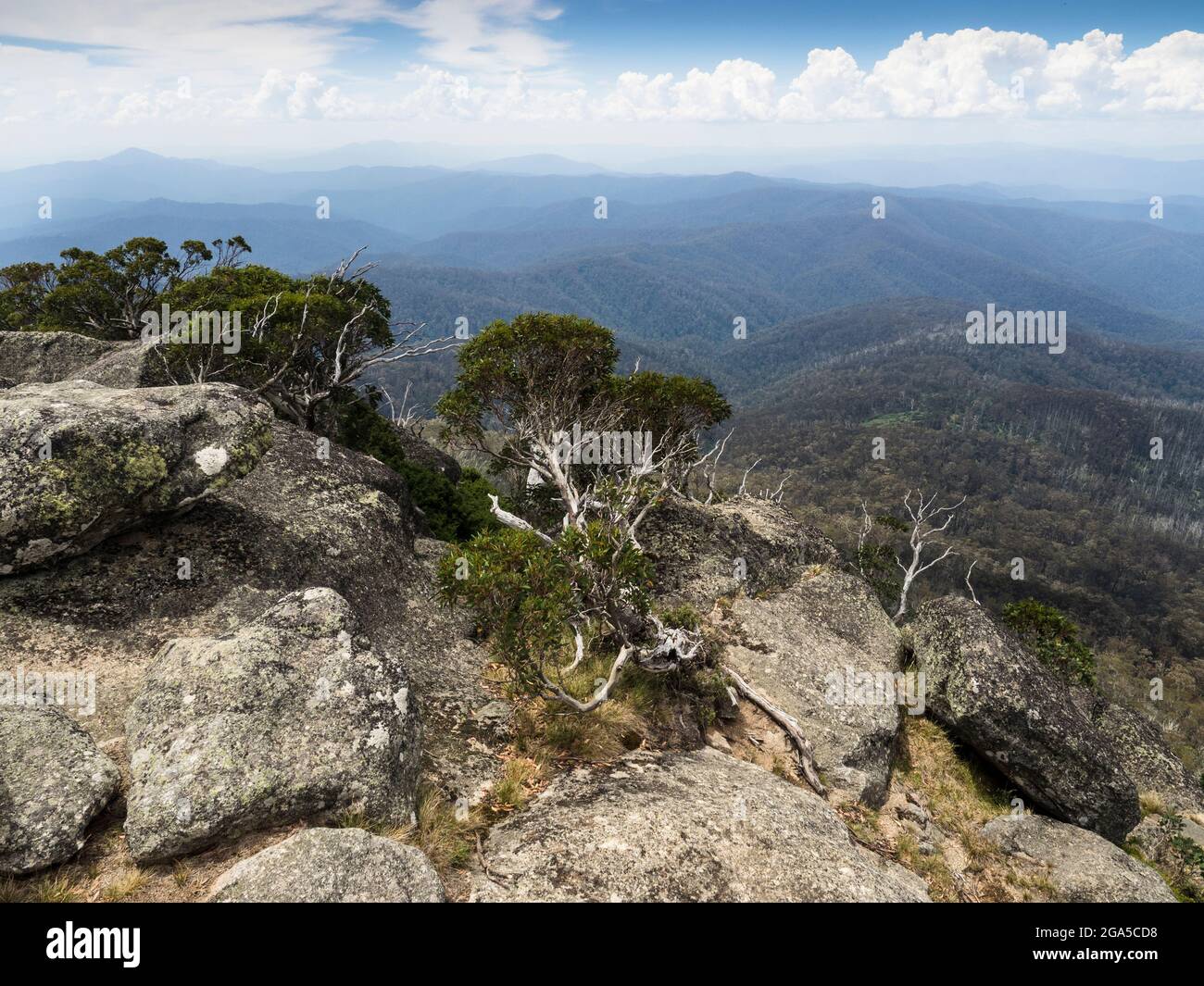 Mt Wills (1747m) is a popular bushwalking destination in the Victorian ...