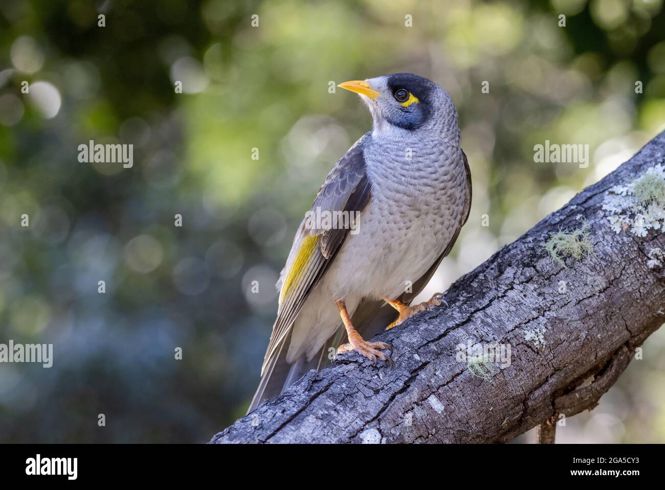 Noisy Miner Bird perched on log Stock Photo - Alamy