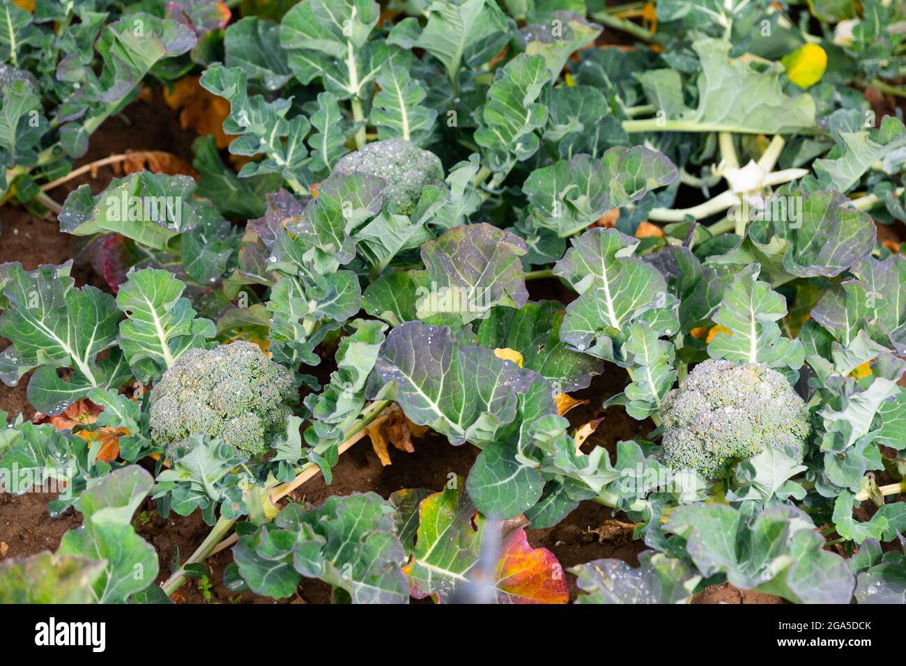 Crop of broccoli growing on farm field Stock Photo - Alamy