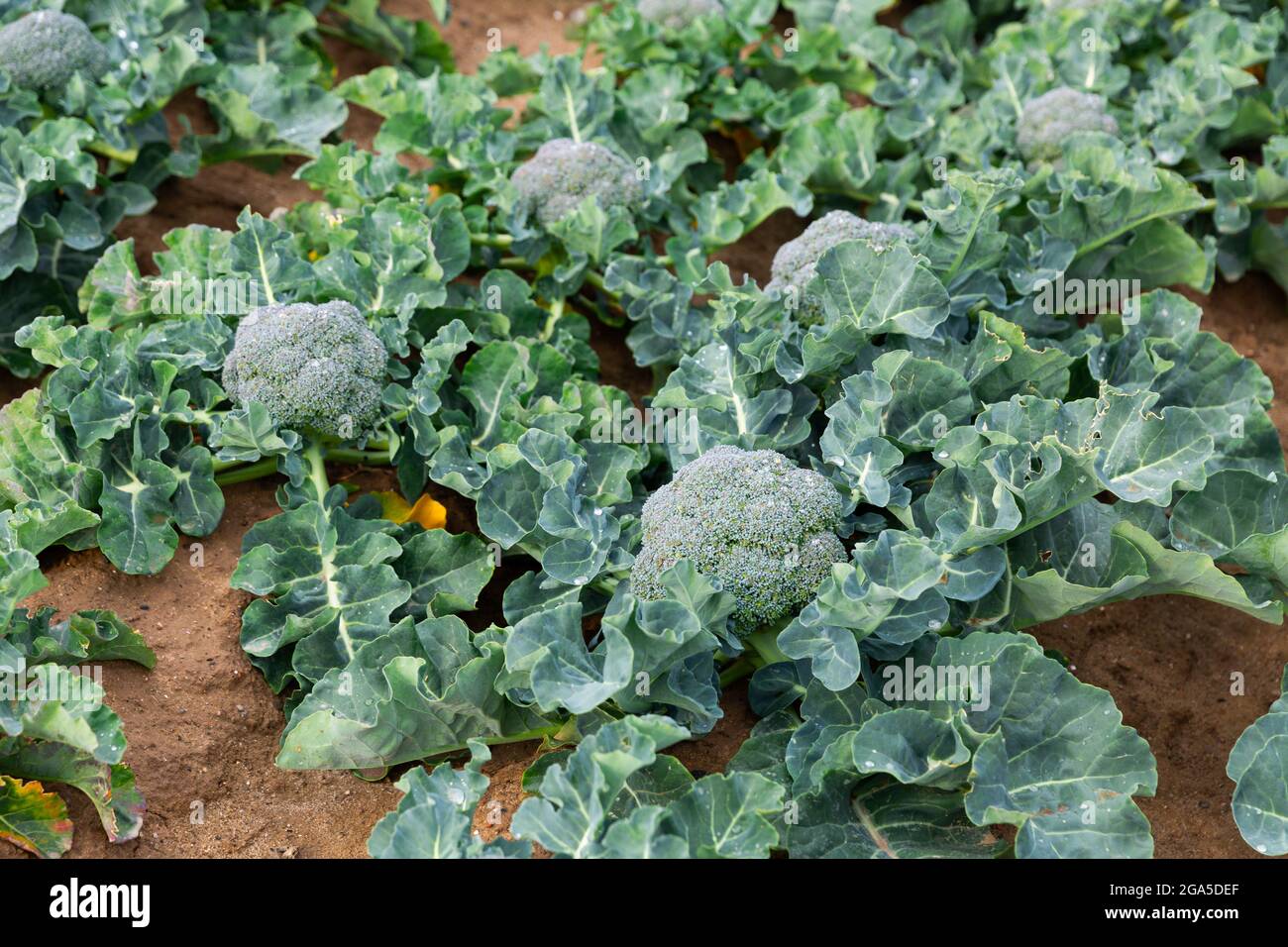 Broccoli row growing on field Stock Photo - Alamy