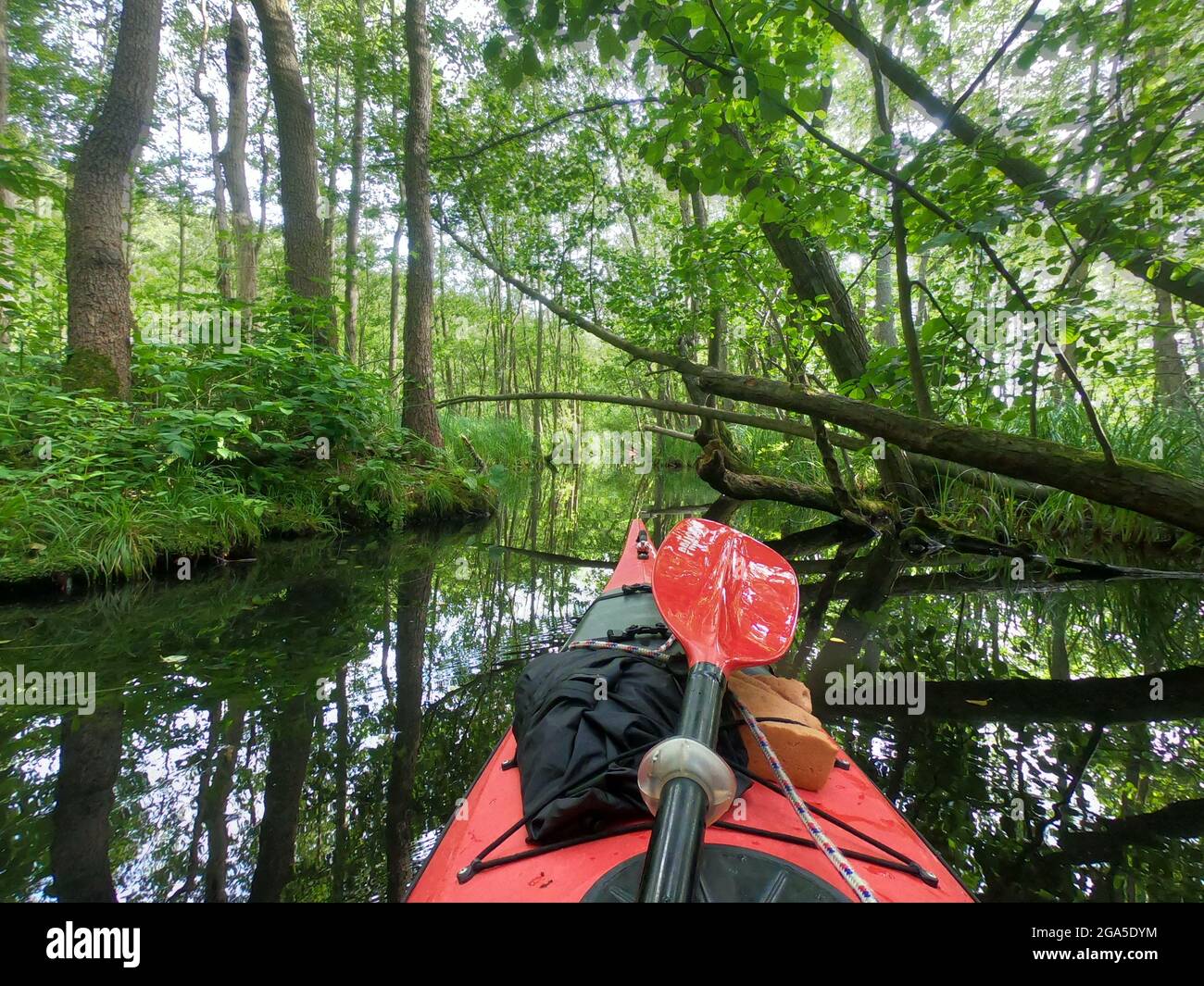 Red kayak in a river in a dense forest Stock Photo - Alamy