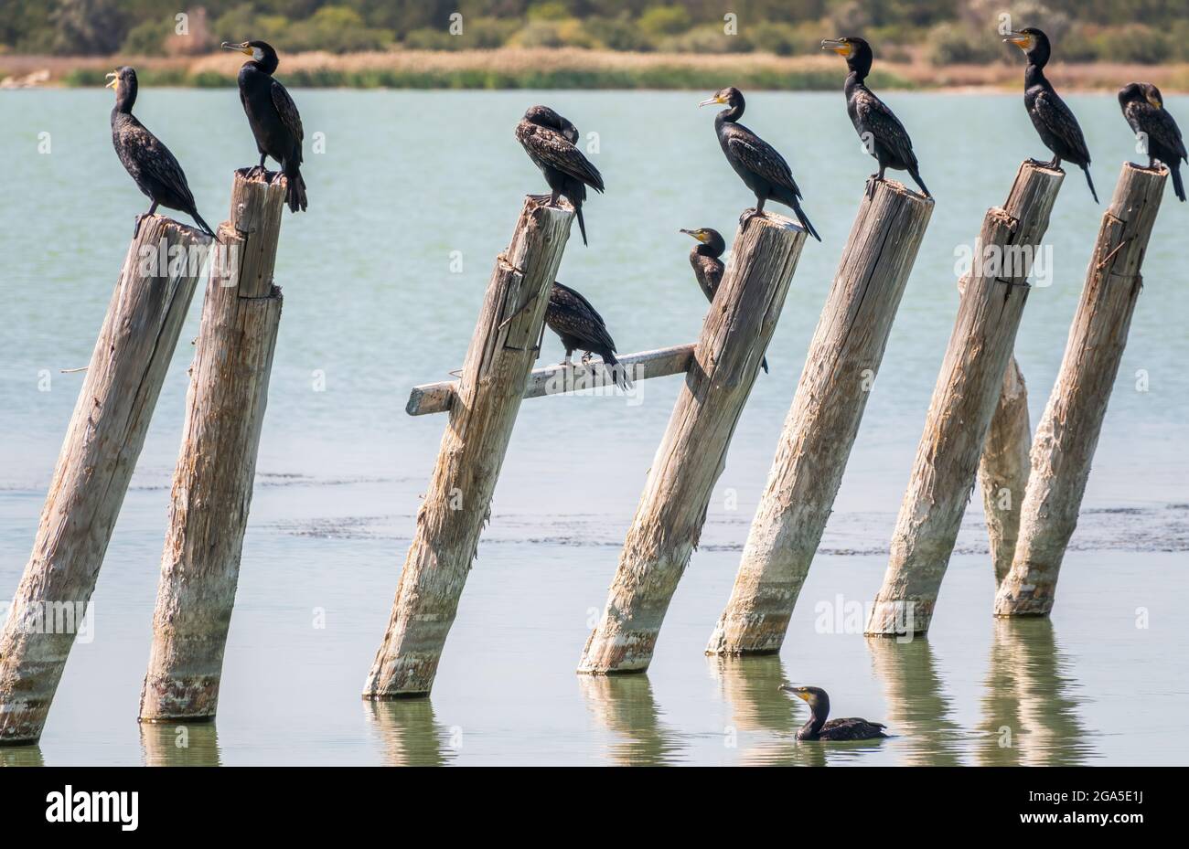 A flock of cormorants sits on a old sea pier. The great cormorant ...