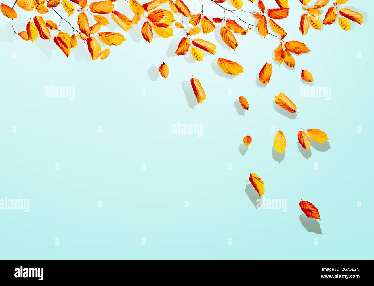 aspen autumn leaves frame background Stock Photo - Alamy
