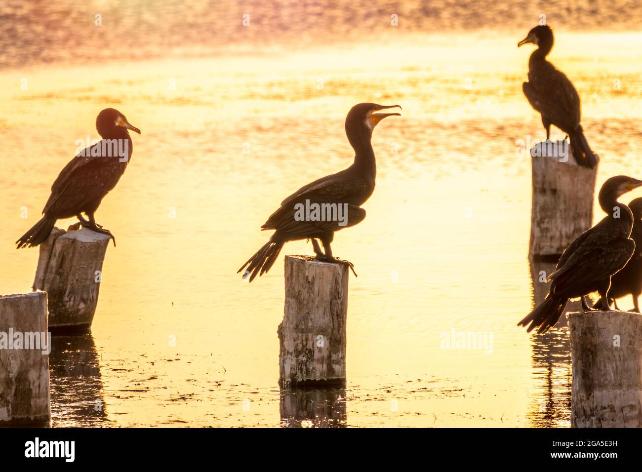 A flock of cormorants sits on a old sea pier in orange sunset light ...