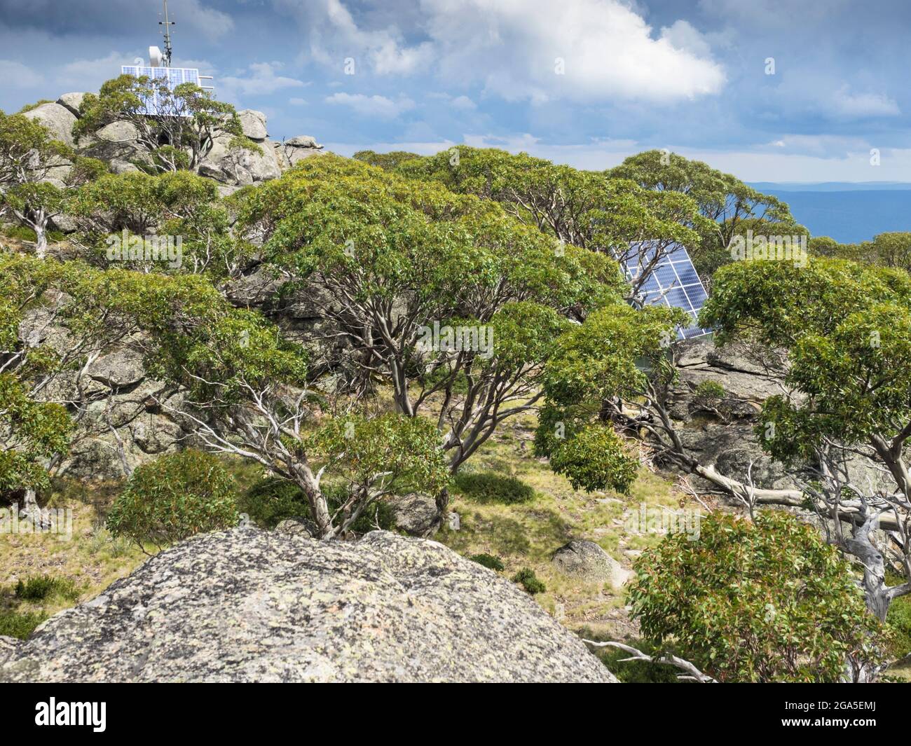 Solar panels and snow gums on the summit of Mt Wills, Alpine National ...