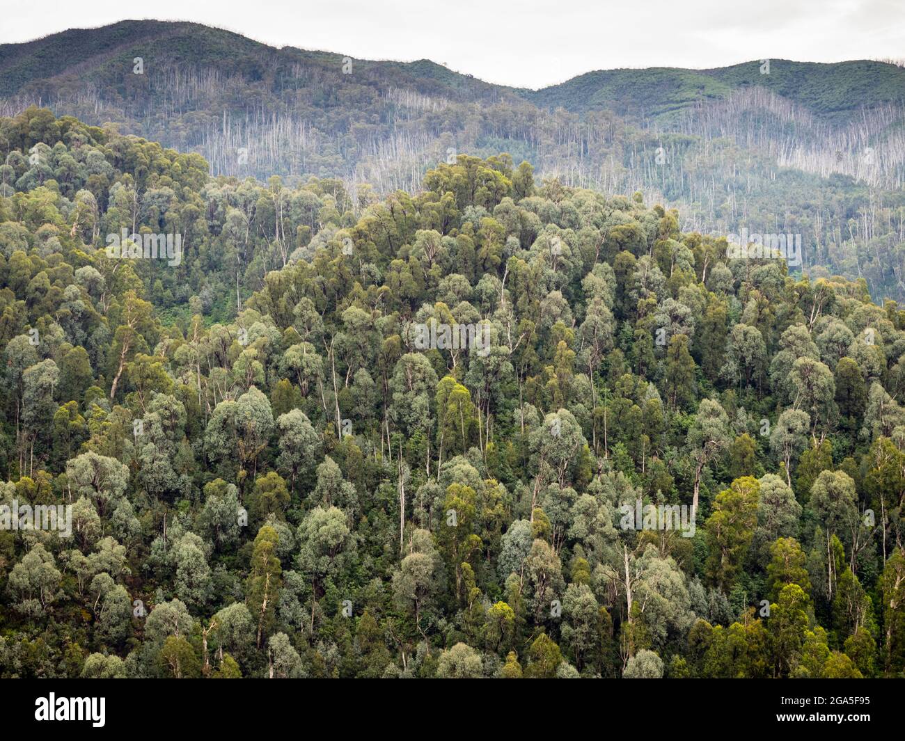 Mountain Ash (Eucalyptus regnans) forest showing prior bushfire damage ...