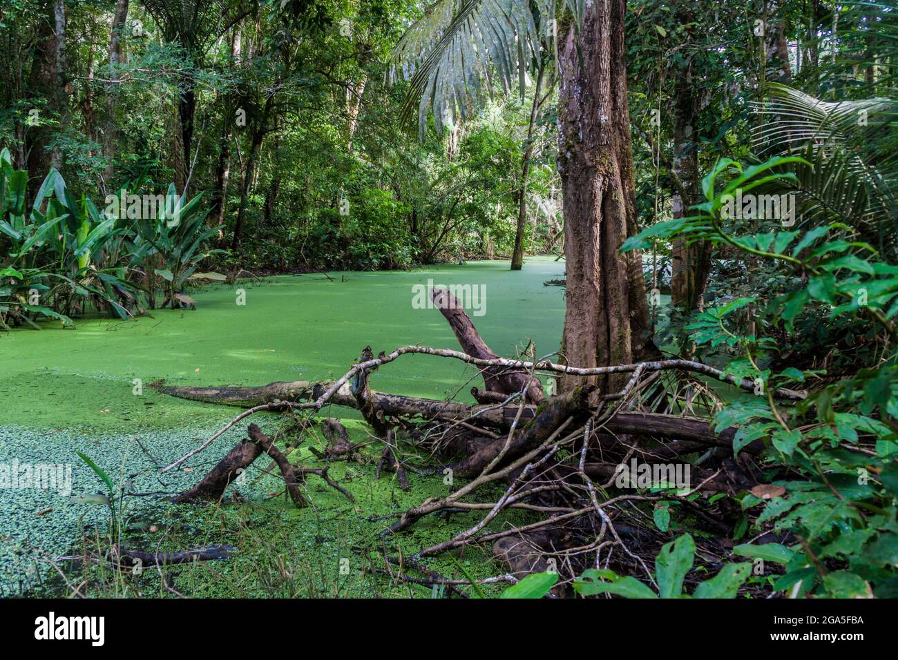Madidi national park hi-res stock photography and images - Alamy