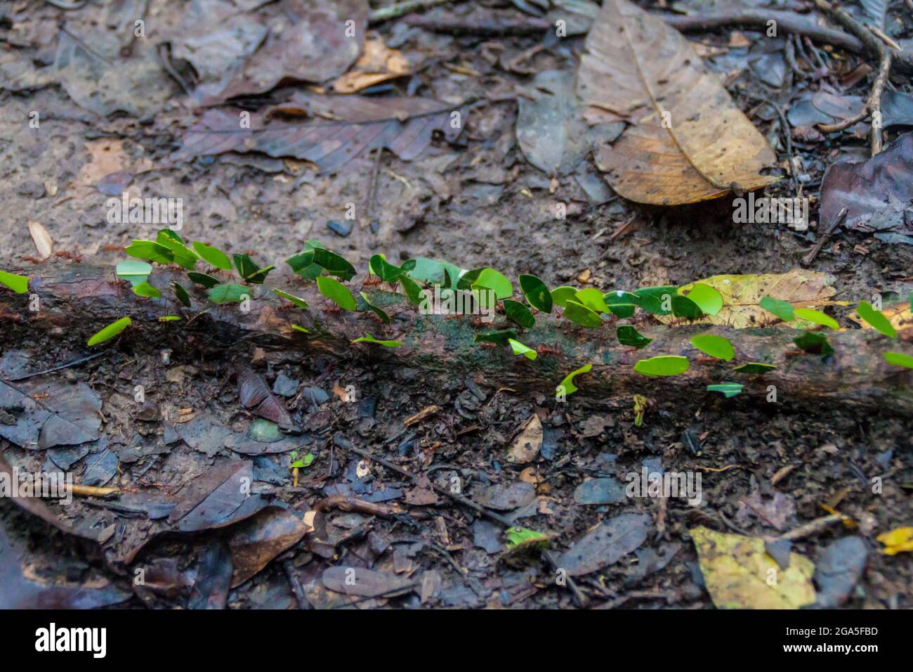 Leafcutter ants in a jungle of National Park Madidi, Bolivia Stock ...