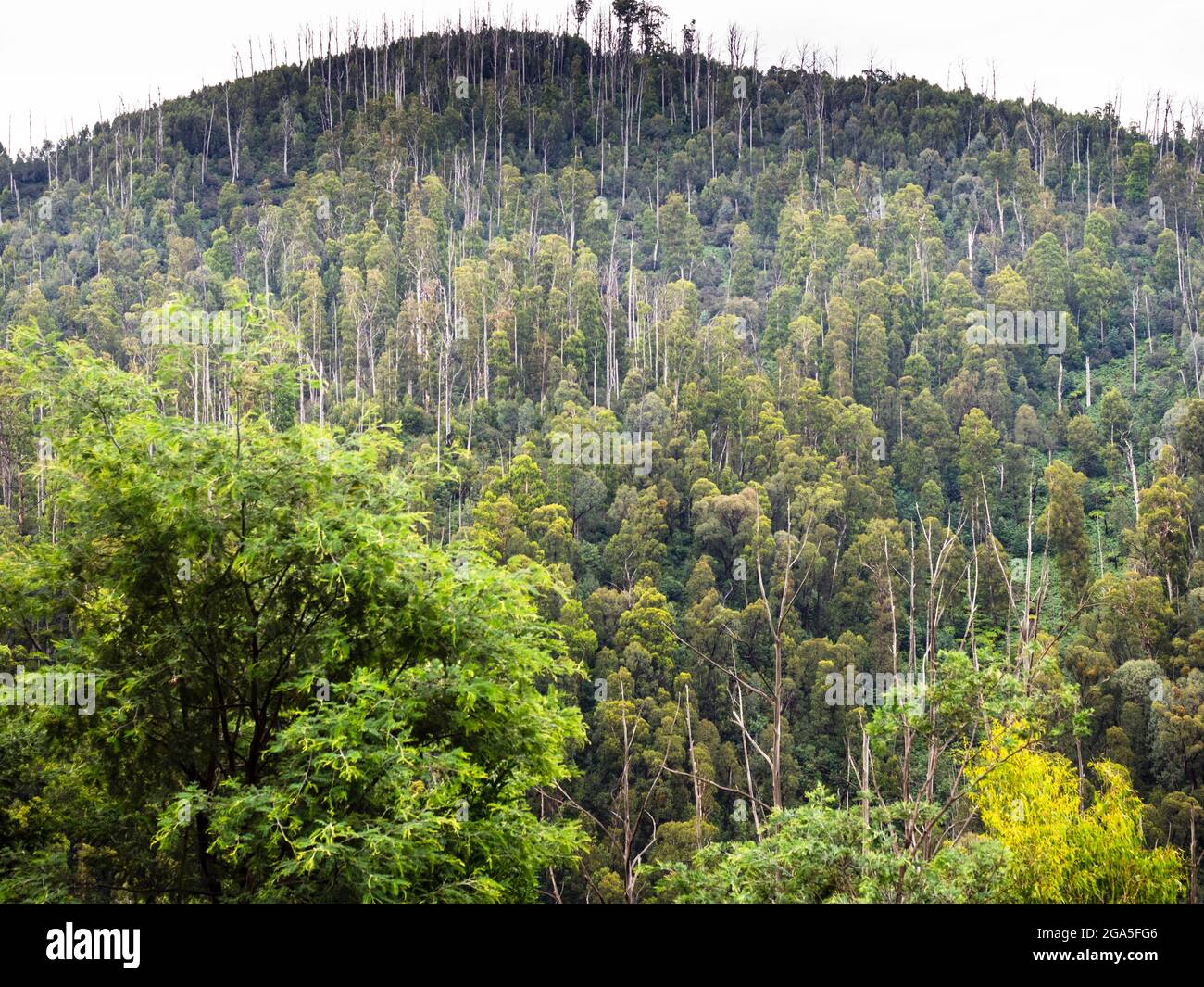 Mountain Ash (Eucalyptus regnans) forest showing prior bushfire damage ...