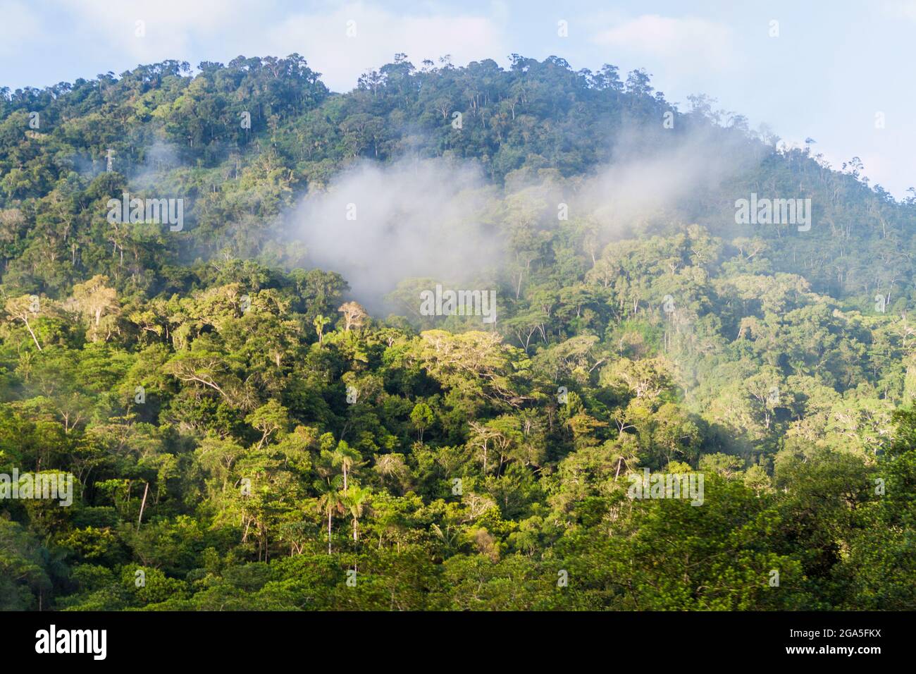 Dawn in a bolivian jungle Stock Photo - Alamy
