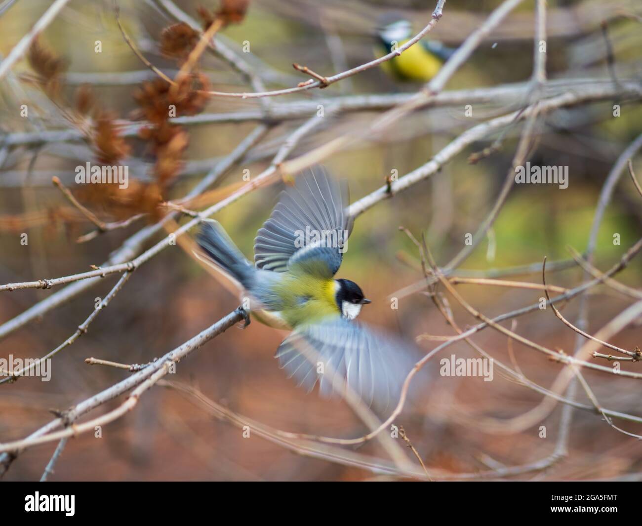 Cute bird Great tit, songbird sitting on a branch without leaves in the ...