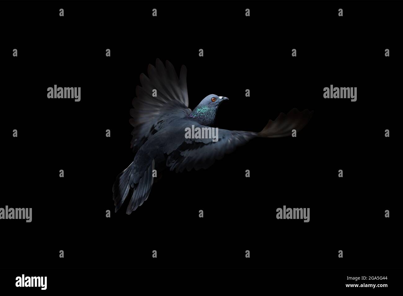 Close up Rock Pigeons Flying in The Air Isolated on Black Background ...