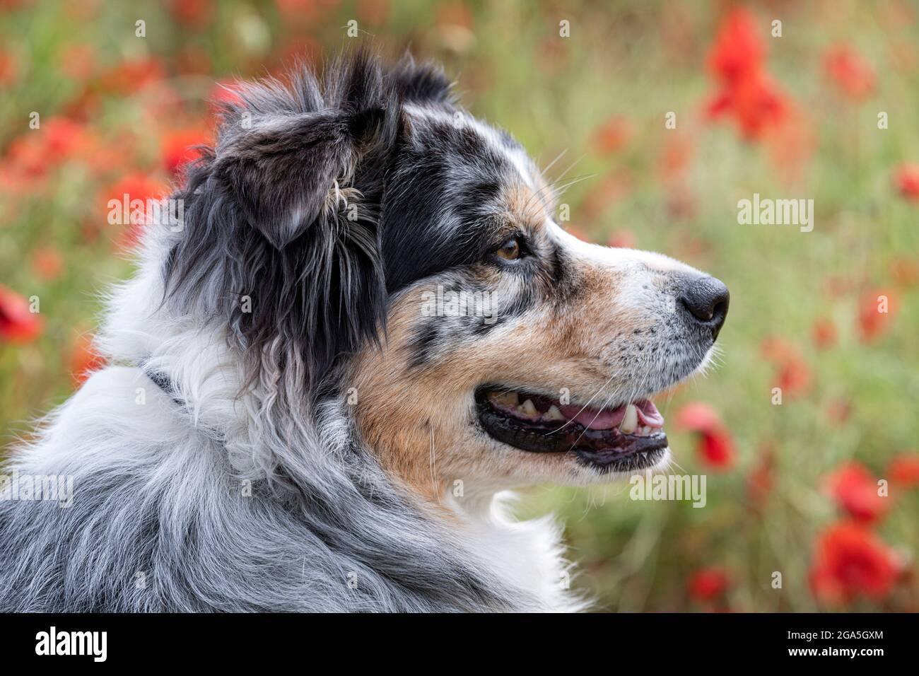 Australian shepherd resting in hi-res stock photography and images - Alamy