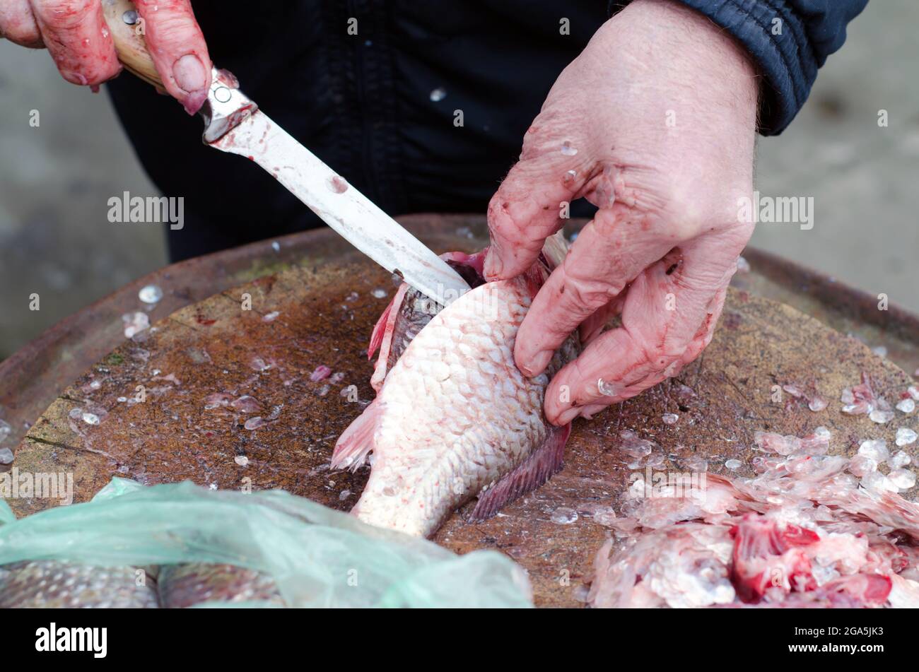 Men's hands clean and cut the fish. Preparing fish for cooking Stock ...