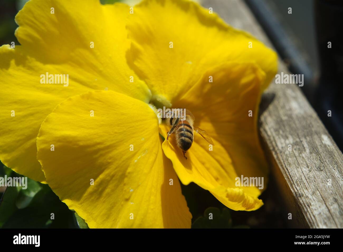 Cute Honey Bee Butts On The Yellow Pansy Flower Stock Photo - Alamy