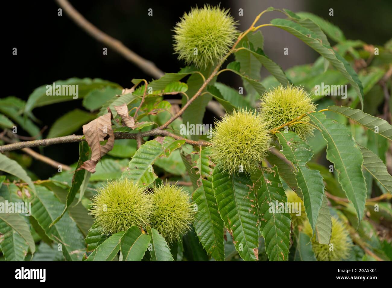 Japanese chestnut on tree in July, Isehara City, Kanagawa Prefecture ...