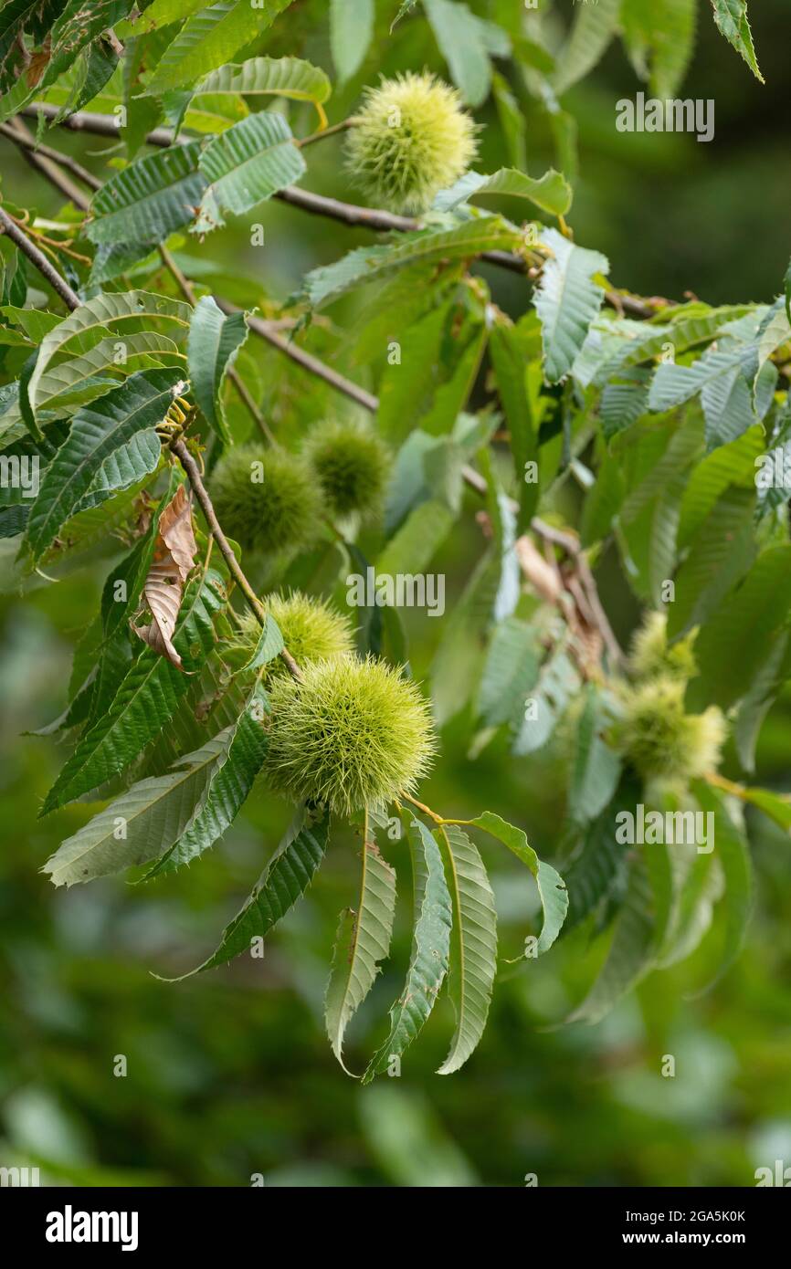 Japanese chestnut on tree in July, Isehara City, Kanagawa Prefecture ...